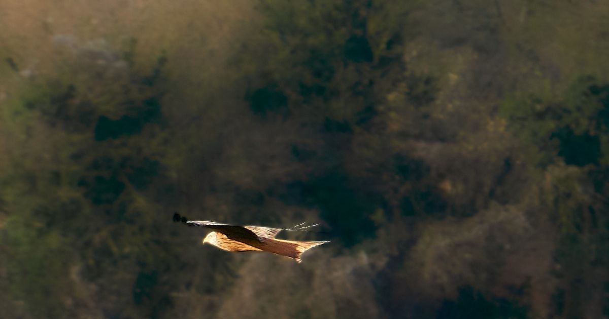 Farley Mount Circular - Ramblers
